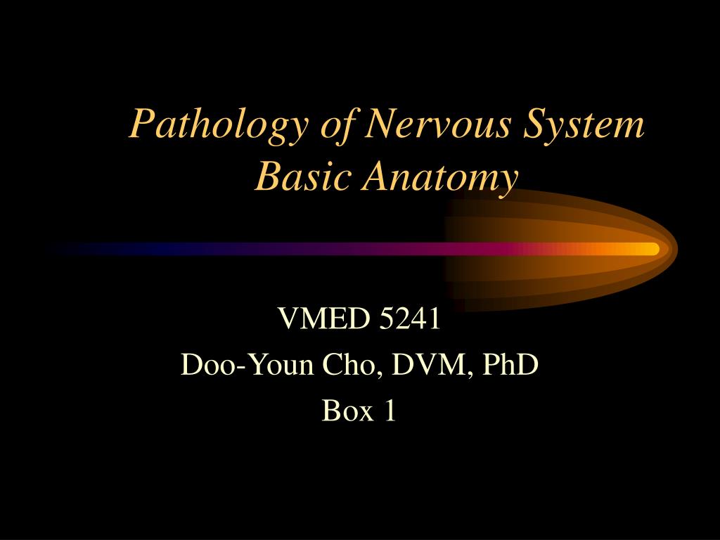 PPT - Pathology of Nervous System Basic Anatomy PowerPoint Presentation ...