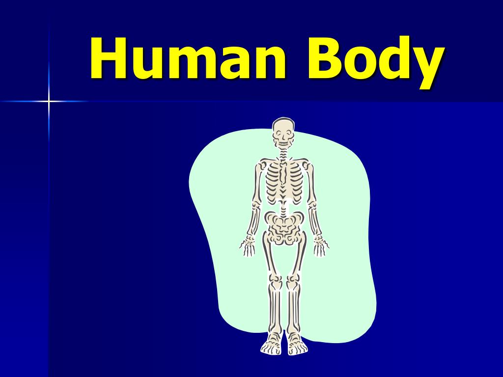 PPT - Human Body PowerPoint Presentation, free download - ID:949309