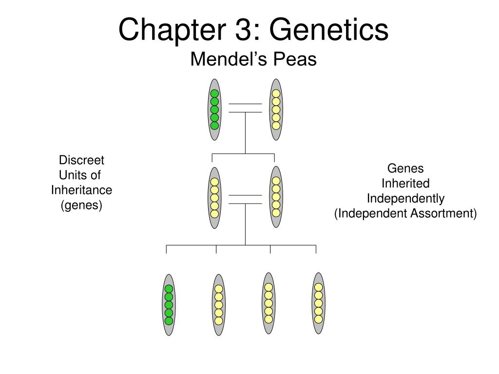 PPT - Understanding Genetics: Mendel's Peas and Inheritance PowerPoint ...