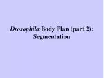 PPT - The Triploblastic , Acoelomate Body Plan PowerPoint Presentation ...