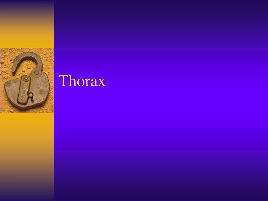 PPT - Thorax PowerPoint Presentation, free download - ID:963761
