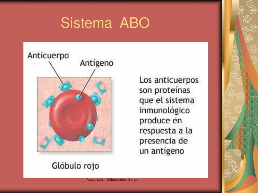 PPT - Sistema ABO PowerPoint Presentation, free download - ID:965792