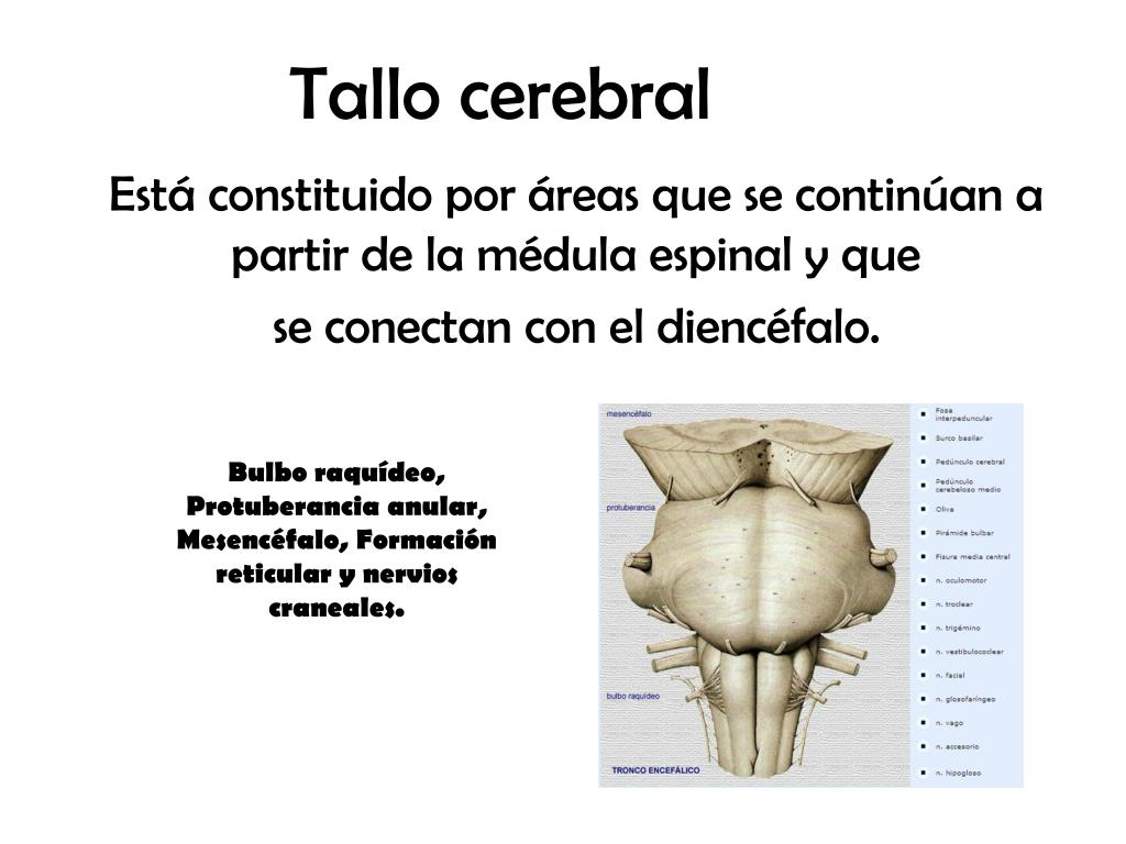 PPT - Tallo cerebral PowerPoint Presentation, free download - ID:971941