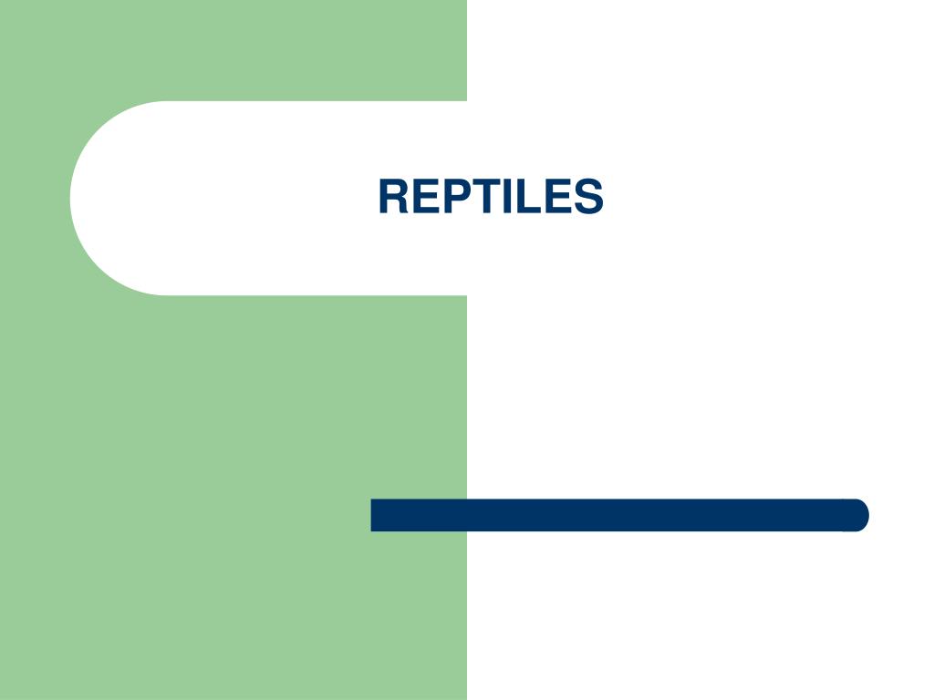 PPT - REPTILES PowerPoint Presentation, free download - ID:974974