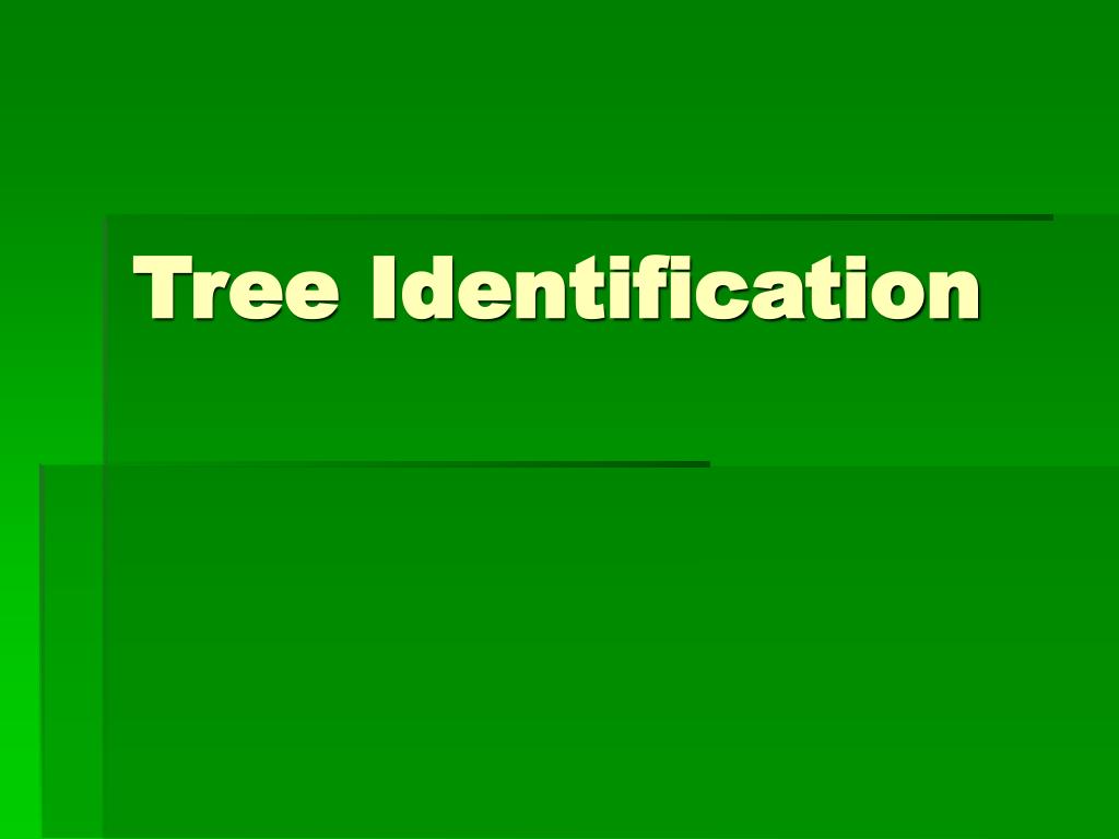 PPT - Tree Identification PowerPoint Presentation, free download - ID ...
