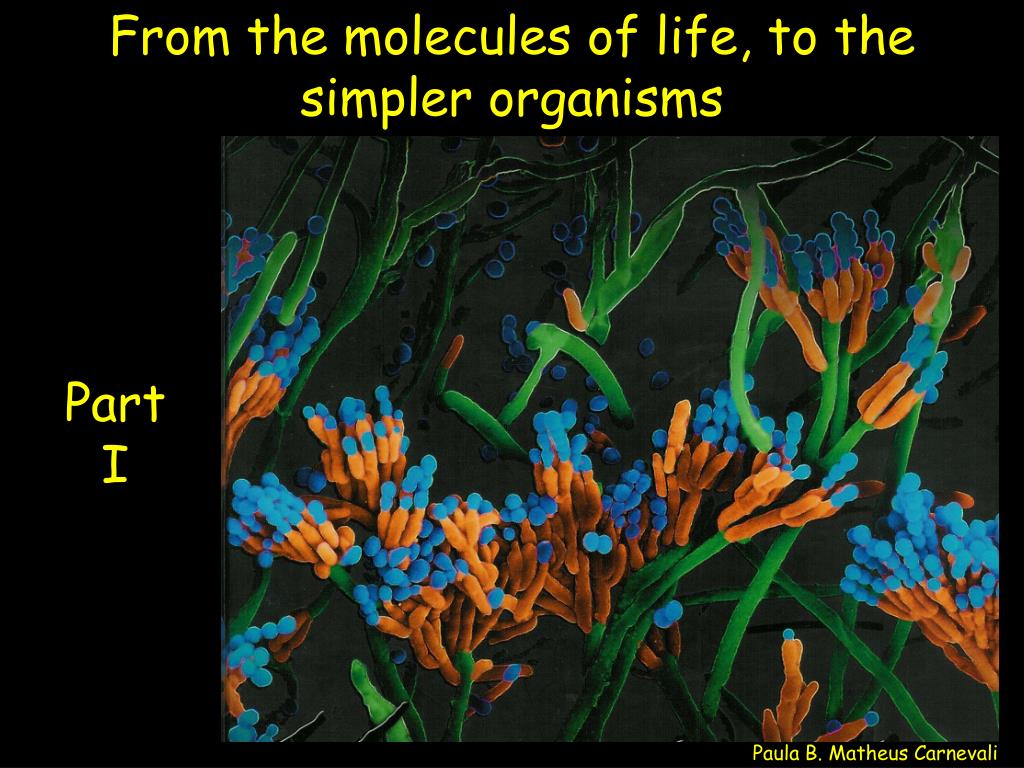 PPT - From the molecules of life, to the simpler organisms PowerPoint ...