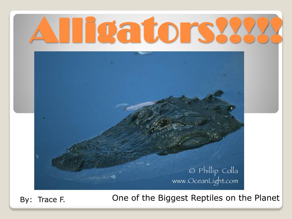 PPT - Alligators!!!!! PowerPoint Presentation, free download - ID:983368