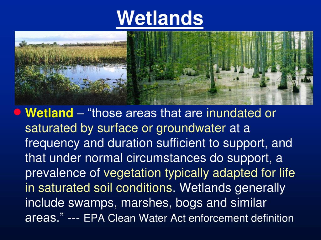 PPT - Wetlands PowerPoint Presentation, free download - ID:986791