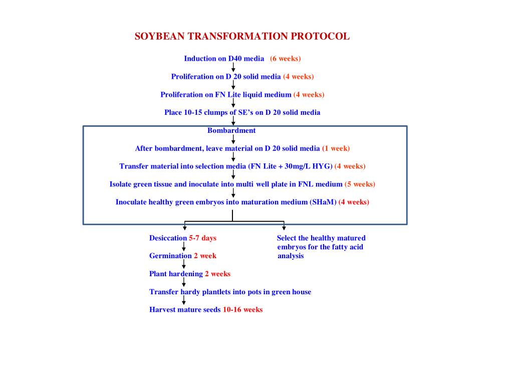 PPT - THE STEPS IN SOYBEAN SOMATIC EMBRYO tissue culture and ...