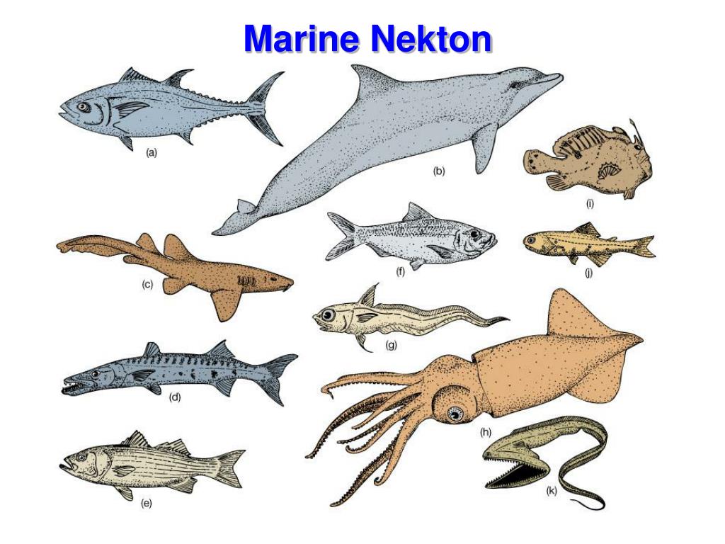 PPT - 020-Nekton PowerPoint Presentation, free download - ID:99472
