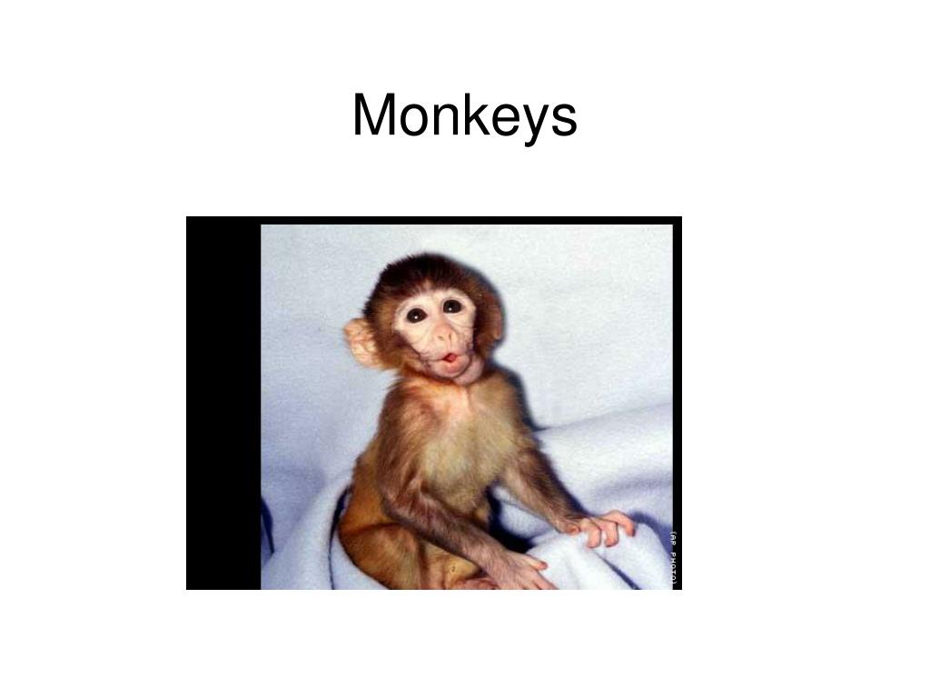 PPT - Monkeys PowerPoint Presentation, free download - ID:99736