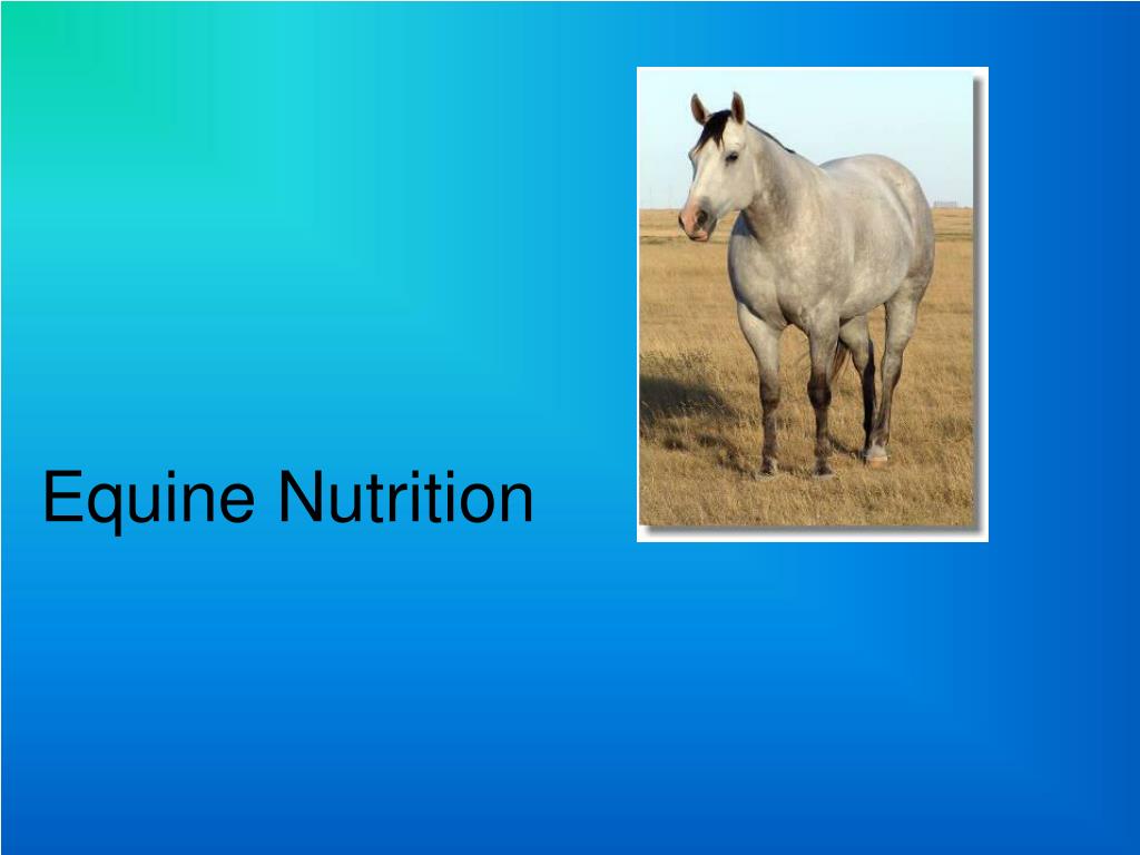 PPT - Equine Nutrition PowerPoint Presentation, free download - ID:997509